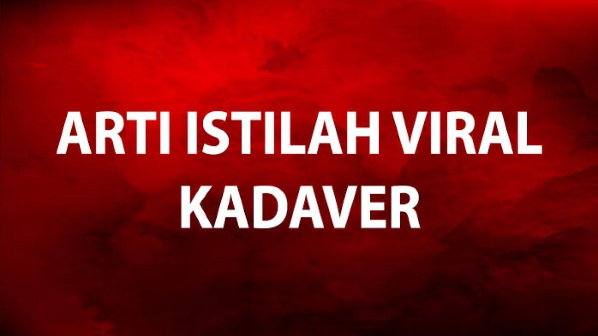 Apa Arti Kadaver, Istilah Viral di TikTok? Kata Populer Ini Kerap ...