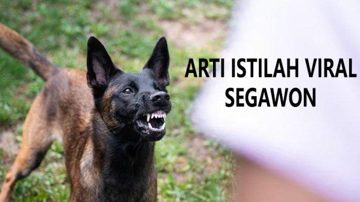 Apa Arti Segawon, Istilah Viral di TikTok? Kata Bahasa Jawa Ini Kerap ...