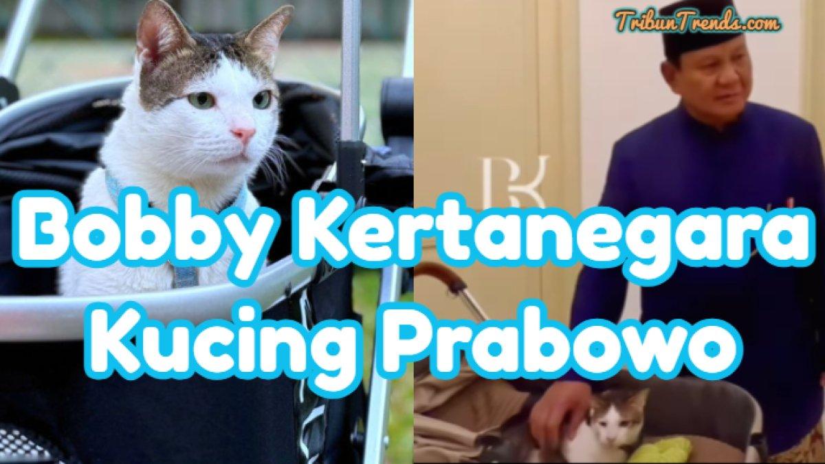 Bobby Kertanegara Kucing Prabowo Kini Mejeng di Istana, Naik Stroller ...