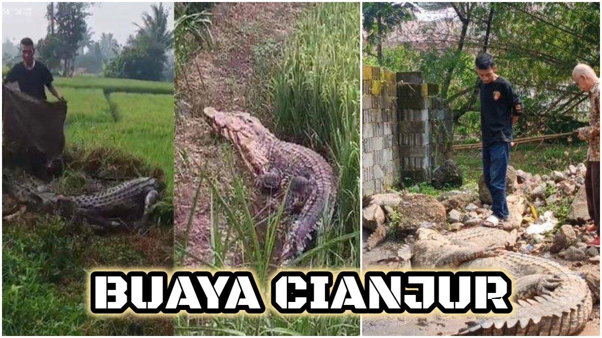 Update Buaya Penangkaran Kabur ke Sungai di Cianjur, Berat Capai 200 Kg ...
