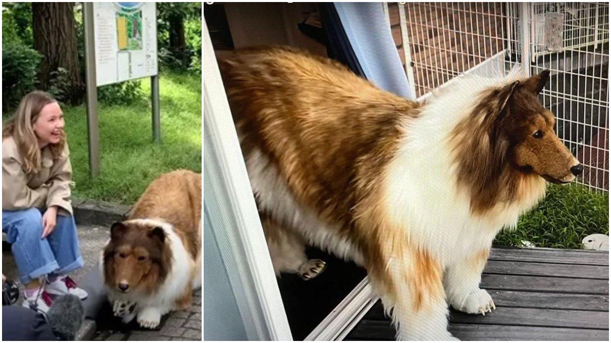 Masih Ingat Pria Jadi Anjing di Jepang? Kini Berniat Ubah Spesies Lagi ... Masih Ingat Pria Jadi Anjing di Jepang? Kini Berniat Ubah Spesies Lagi ...