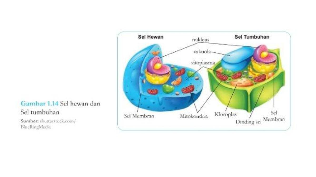 Belajar Sel Hewan dan Tumbuhan? Cek Kunci Jawaban IPA Kelas 8 Halaman ...