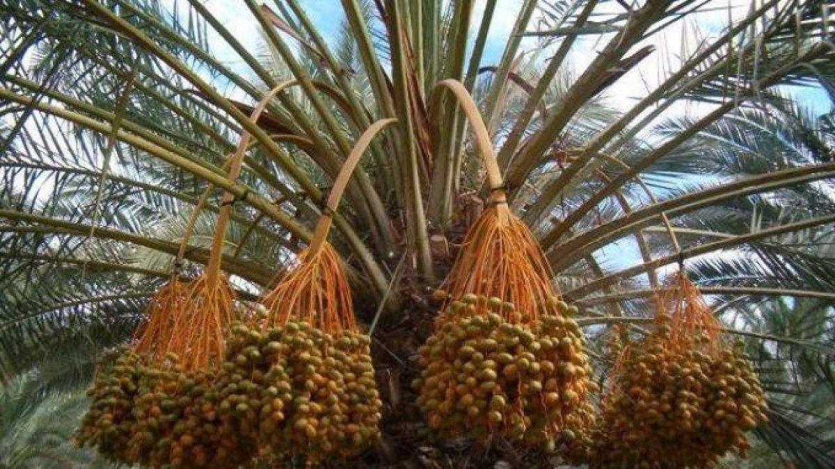 Daftar 25 Merek Kurma Israel yang Diboikot MUI saat Ramadan 2024, Jadi ...