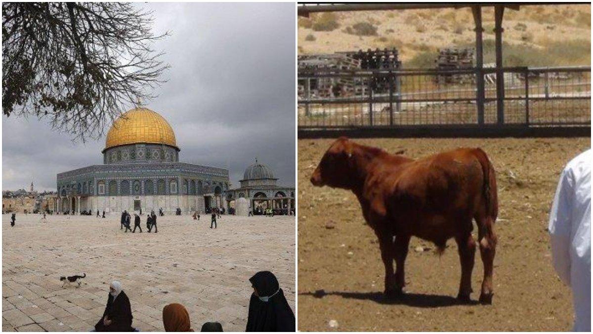 Israel Bakal Gelar Ritual Kurban Sapi Merah Saat Idul Fitri, Kuil ...