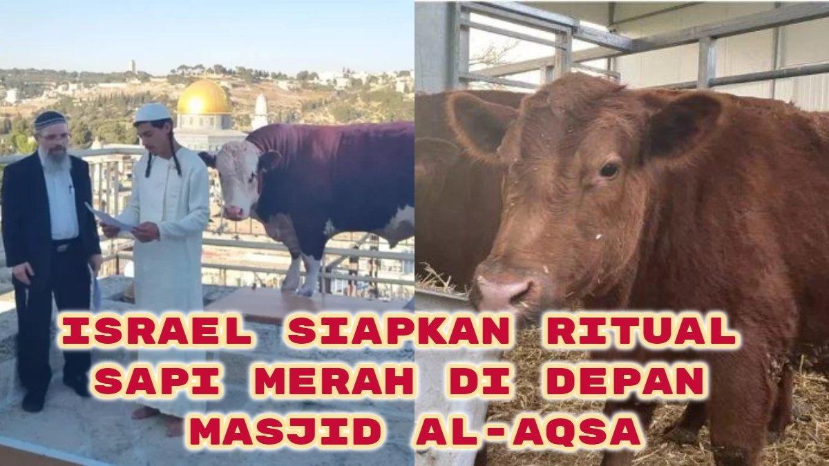 Israel Siapkan Ritual Sapi Merah di Depan Masjid Al-Aqsa, Kuil Yahudi ...