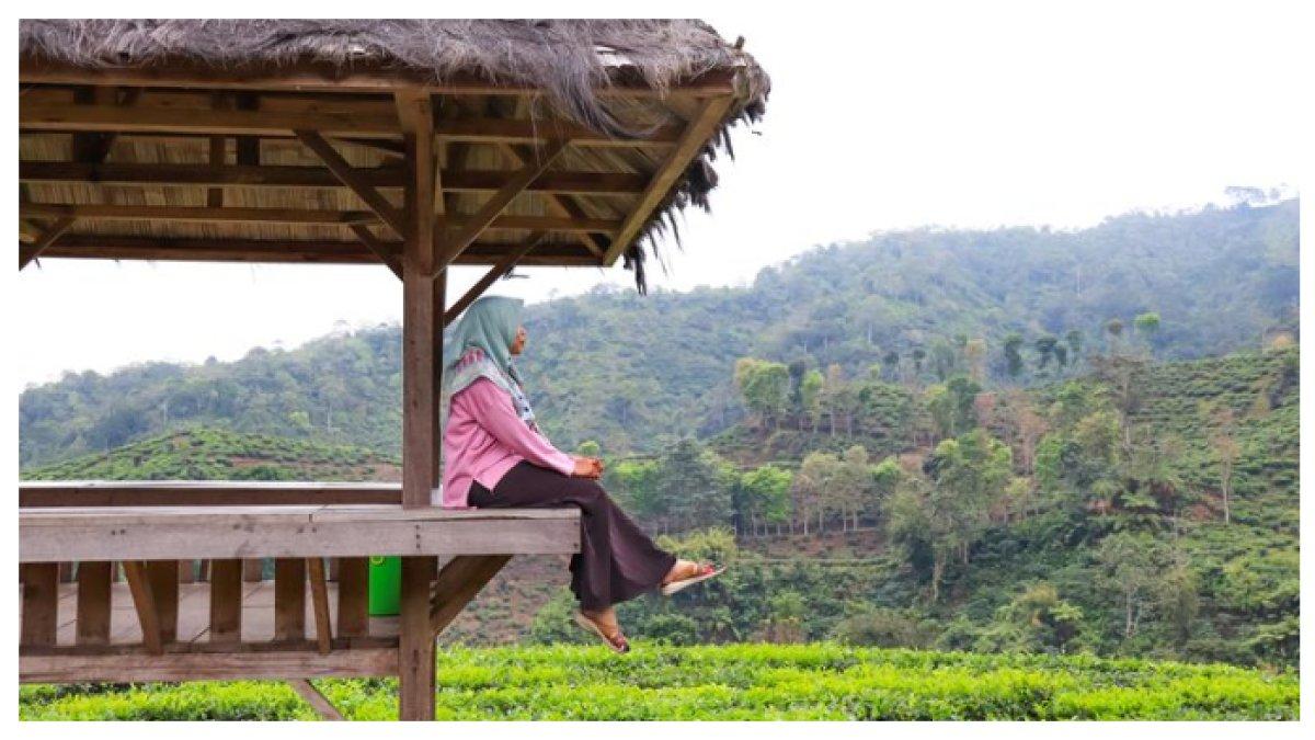 Cuma 60 Km Dari Jember, Pemandangan di Atas Bukit Dan Hamparan Kebun ...