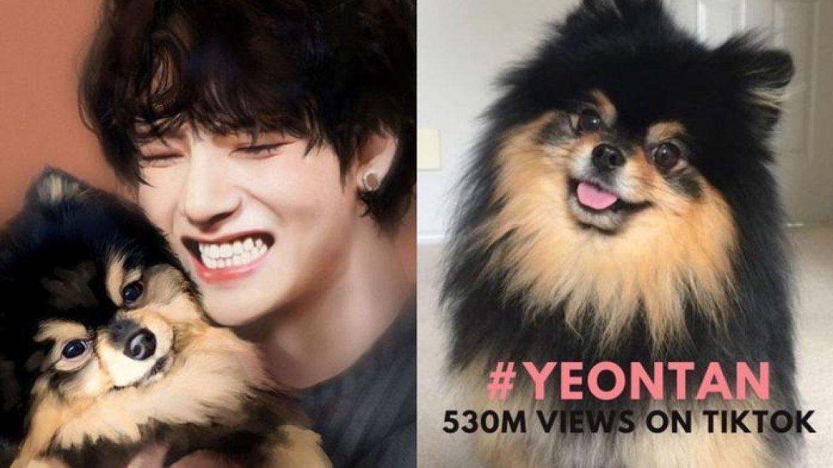 PILU Kim Taehyung, Kondisi Jantung Anjing V BTS Buruk, Yeontan Jalani Operasi 'Dia Bisa Saja ...