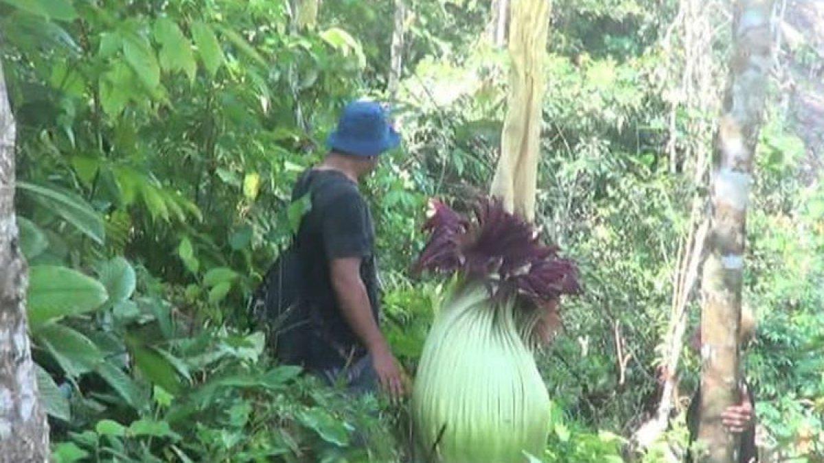 LANGKA! Bunga Bangkai Ditemukan Tumbuh di Kebun Kopi Musi Rawas, Tinggi ...