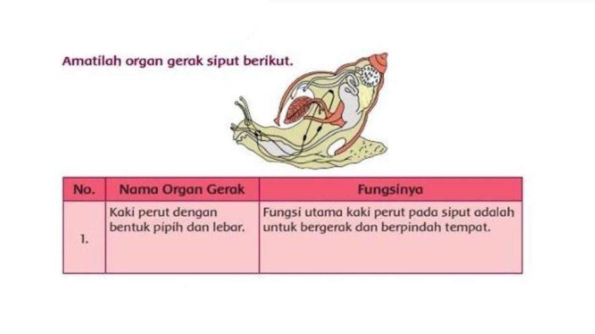 Video Kunci Jawaban Tema 1 Kelas 5 SD Hal 42 43 44 45 46 47 48 49 50 ...