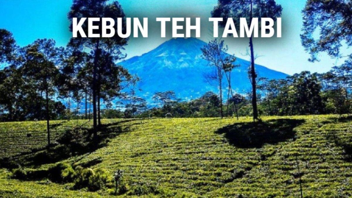 Di Wonosobo Ada Wisata Kebun Teh Menawan, Cocok Buat Healing Bareng Keluarga, Cuma 16 Km dari ...