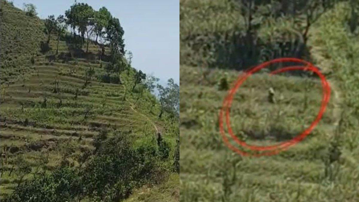 Viral Hewan Diduga Macan Tutul Berkeliaran di Pantai Menganti Buat ...