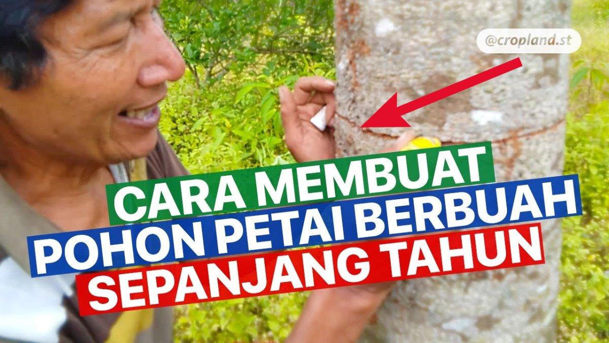 Video Cara Membuat Pohon Petai Berbuah Sepanjang Tahun, Kuncinya Ikatan ...