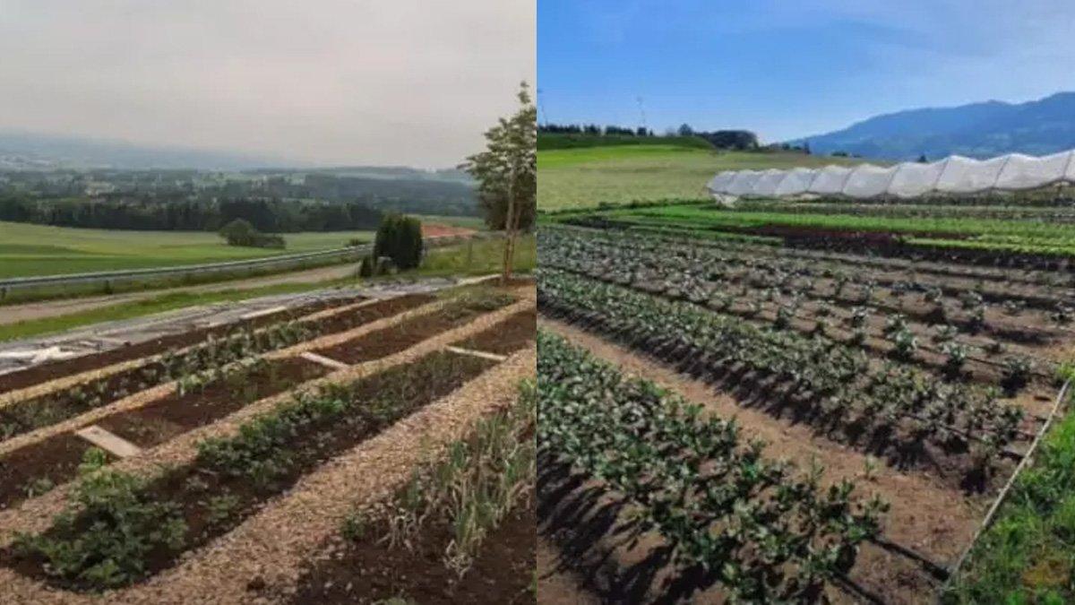 Viral Kisah Pria Tinggalkan Profesi Sebagai Insinyur, Merantau ke Swiss ...
