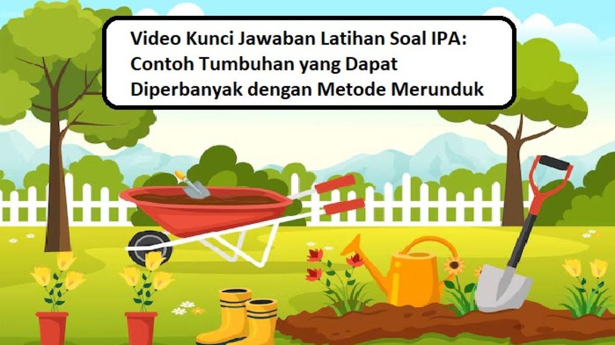Video Kunci Jawaban Latihan Soal IPA: Contoh Tumbuhan yang Dapat ...