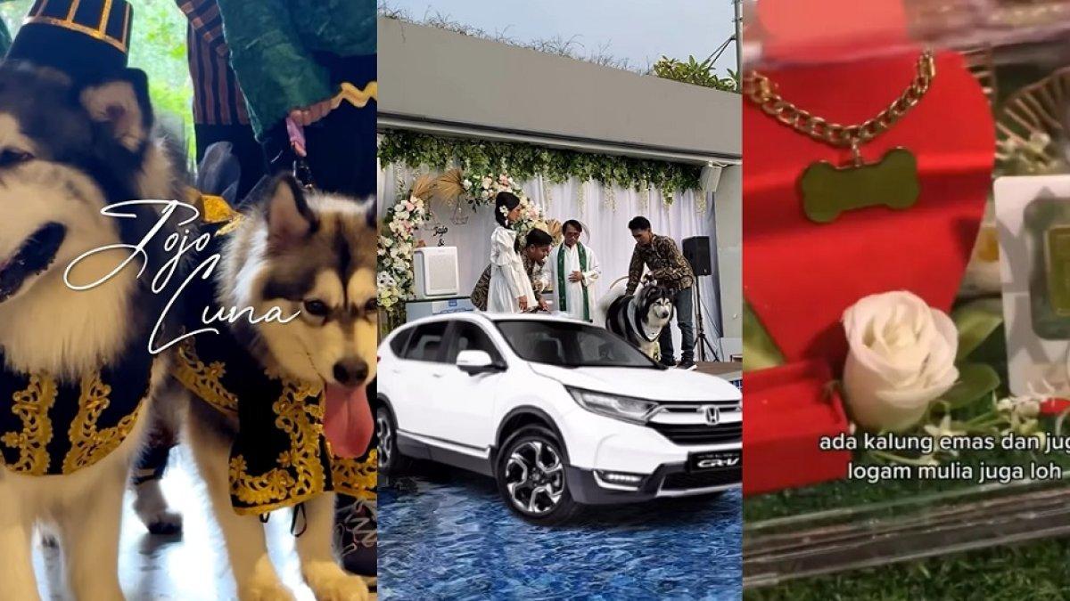 Habis Ratusan Juta, Pernikahan Anjing Nena Ghoib Pakai Seserahan Emas ...
