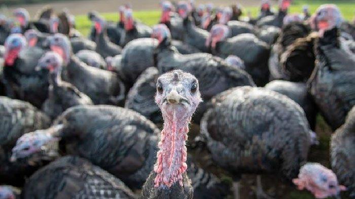 APES Diserang Kalkun & Ayam Jantan, Pria Ini Alami Luka Sobek dan Patah ...