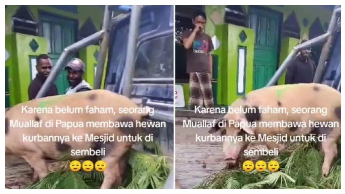 Viral Video Mualaf di Papua Masih Belajar Agama, Bawa Babi untuk Jadi ...