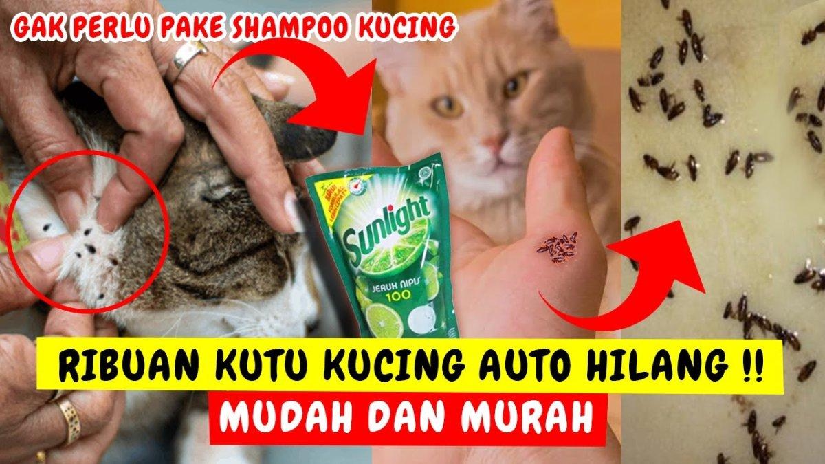 6 Bahan Alami untuk Mengobati Kutu Kucing Lavender, Sabun Cuci Piring ...