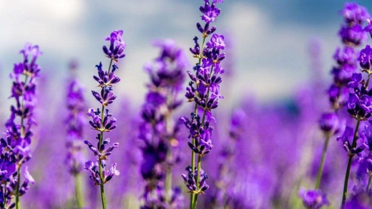 6 Bahan Alami untuk Mengobati Kutu Kucing Lavender, Sabun Cuci Piring ...