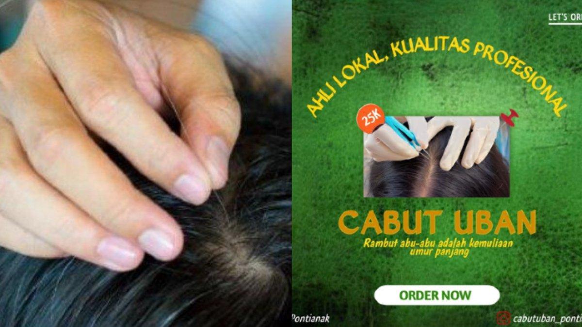 UNIK Mahasiswi di Pontianak Buka Jasa Cabut Uban Panggilan, Tarif Rp 25 Ribu per Jam, Tertarik ...