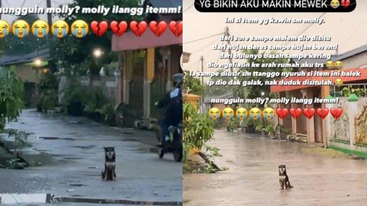 SETIANYA Anjing Ini, Tunggu Pasangannya yang Hilang, Tak Peduli Panas ...