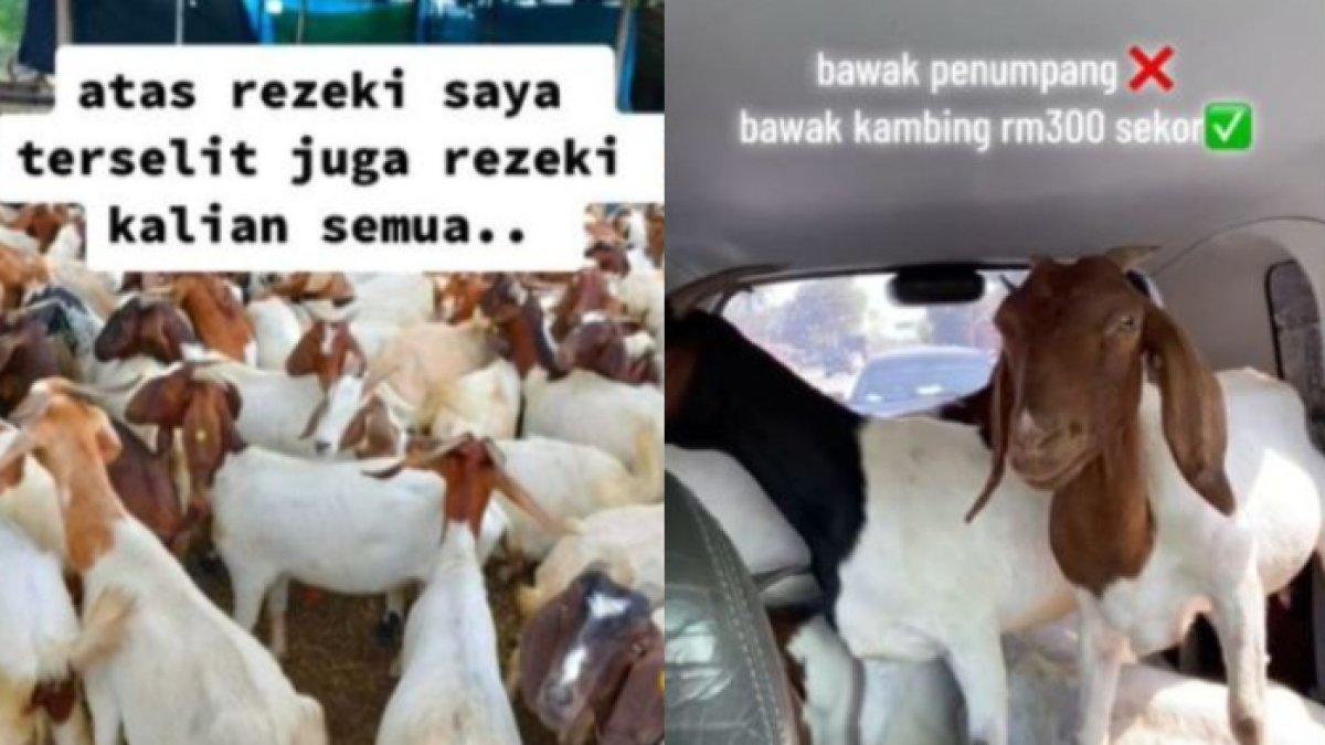 'Salah Ya Jual Murah?' Pemasok Kambing Malah Dimarahi saat Patok Harga ...