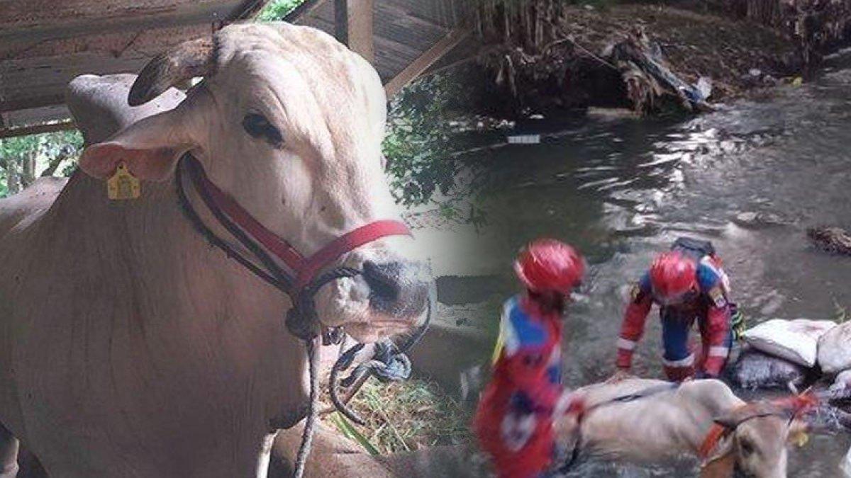 ASTAGA! Sapi Berbobot 350 Kg Ngamuk hingga Tercebur Kali, Warga Nyerah ...