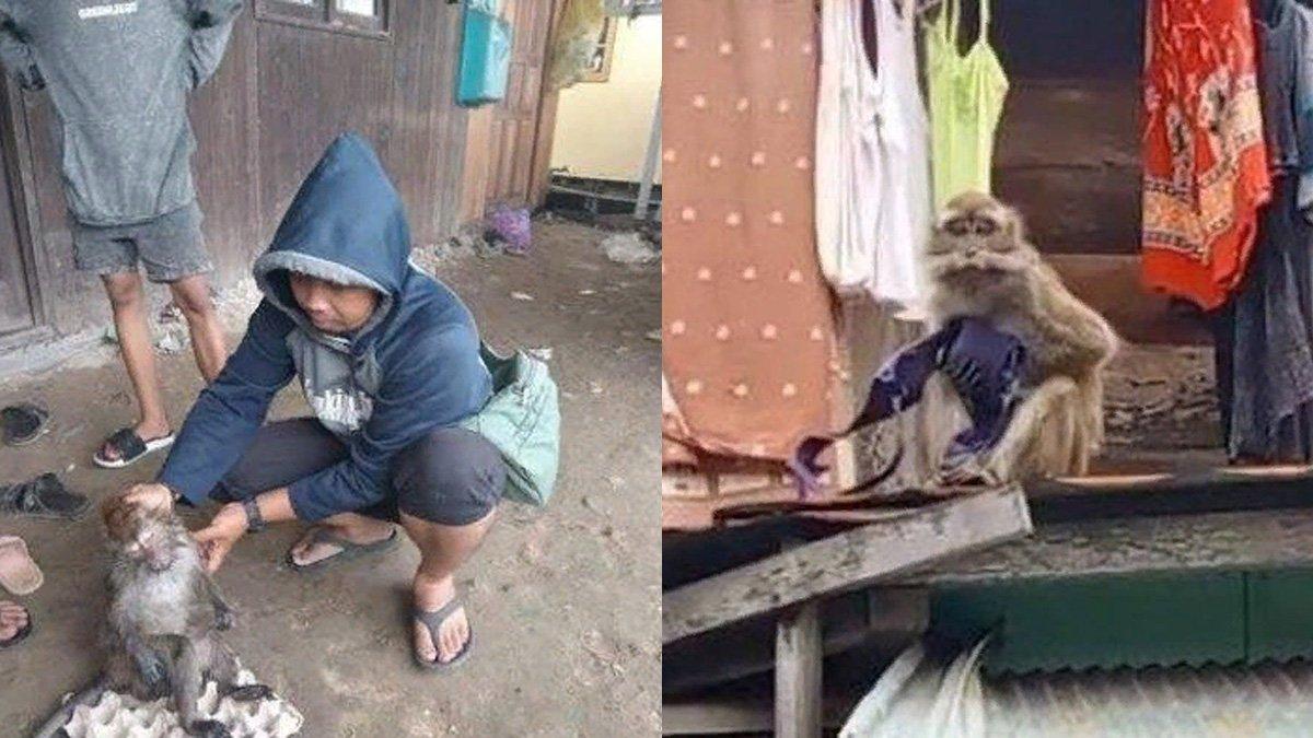 Meresahkan Warga! Monyet Curi Pakaian Dalam Wanita Akhirnya Ketangkap ...