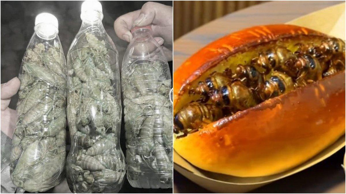 Tren Roti Isi Hewan Bawah Tanah, Jadi Incaran hingga Harganya Melonjak ...