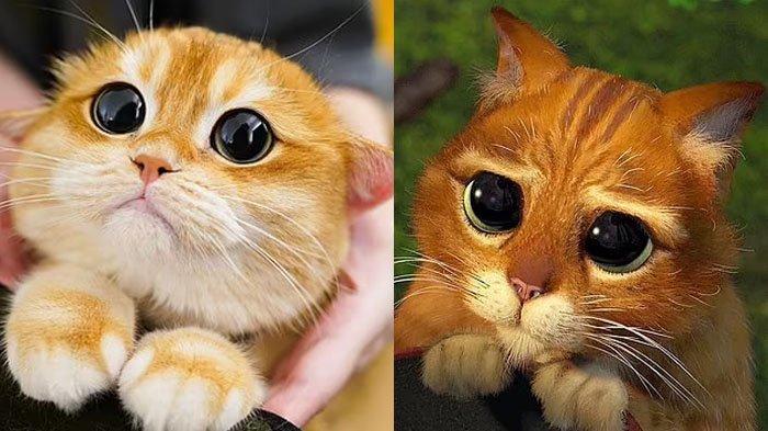 Viral Kucing Oren Jadi Selebriti, Punya Banyak Penggemar karena Mirip ...