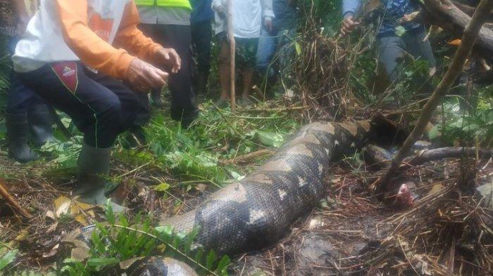 Sempat Hilang, Ibu Penyadap Karet Akhirnya Ditemukan, Jasadnya Ada di ... Sempat Hilang, Ibu Penyadap Karet Akhirnya Ditemukan, Jasadnya Ada di ...