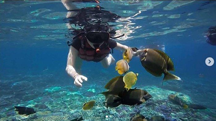 Rekomendasi 3 Spot Diving di Bali, Surganya Para Penyelam - TribunBali ...