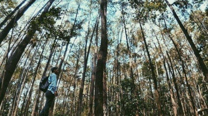 Pohon Pinus