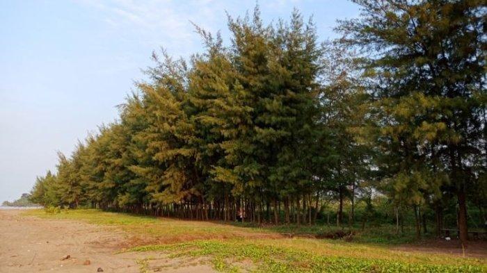 Yuk Bersantai di Gazebo Pantai Cemara Sewu Parangtritis, Yogyakarta ...