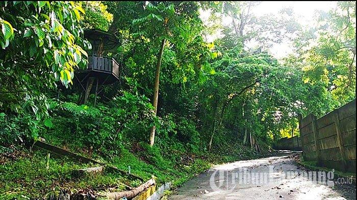 Rute Tercepat ke Taman Wisata Hutan Kera dari Kemiling Hanya 20 menit ...