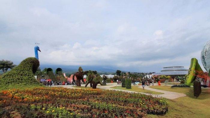 Di Baloga, Wisatawan Bisa Menikmati Pemandangan Indah Sambil Memetik ...