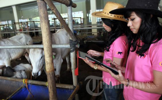 Lelang Sapi Tembus Rp 3,25 Miliar - TribunNews.com