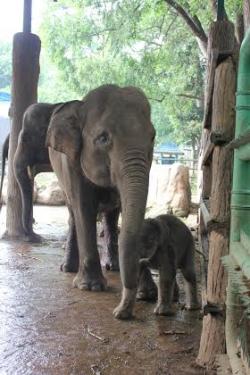 Jokowi Janji Beri Nama Bayi Gajah Sumatera yang Lahir di Ragunan - TribunNews.com
