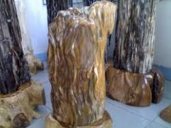 Wagino Temukan Fosil Kayu Berusia Ribuan Tahun - TribunNews.com