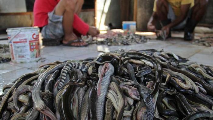 Di Kampung Ini Ular Dibantai dan Dikuliti - TribunNews.com