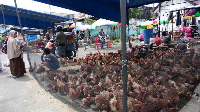 Ayam Merawang Bangka Dihargai Rp 60 Ribu Per Ekor - TribunNews.com