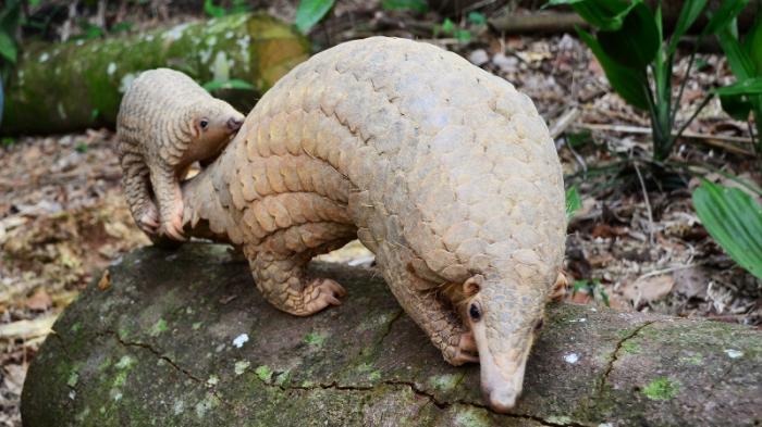 Ternggiling Sunda Lahir di Kebun Binatang Singapura - TribunNews.com
