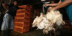 Puluhan Ayam Mati Mendadak di Bungo - TribunNews.com