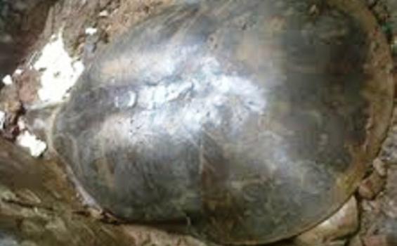 Bulus Purba Ditemukan di Jakarta - TribunNews.com