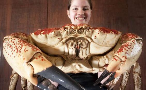 Kepiting Raksasa Australia Jalan-jalan ke Inggris - TribunNews.com