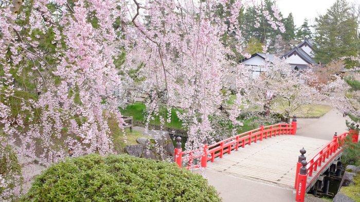 5 Tempat Terbaik Melihat Bunga Sakura di Jepang - Halaman all ...