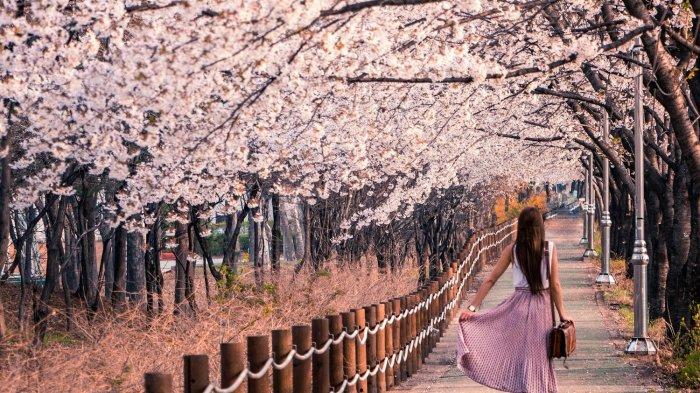 9 Destinasi Terbaik untuk Melihat Bunga Sakura di Tahun 2025 - Halaman 2 - TribunNews.com