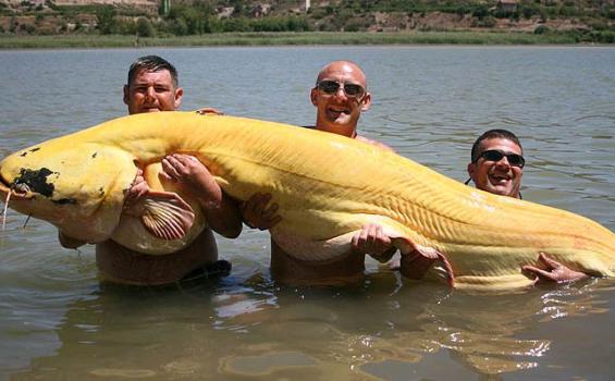 Monster Lele Albino Ditemukan di Sungai Ebro - TribunNews.com
