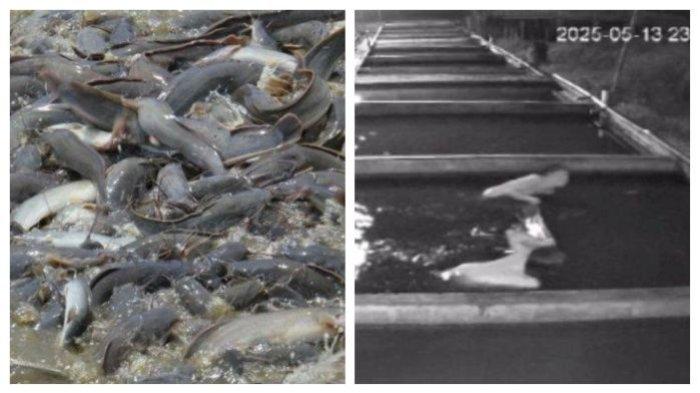 VIRAL Gaya 3 Maling Telanjang Dada Kuras dan Curi 20 Kilogram Ikan Lele ...