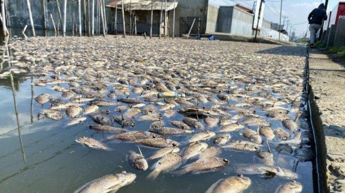 5 Fakta Viral Video Ribuan Ikan Mati Mendadak di Demak, Dugaan Penyebab ...